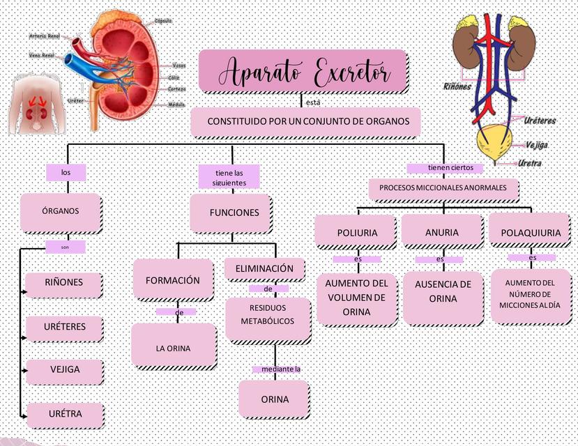 Mapa Conceptual Del Sistema Excretor