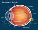 Explora EL ESQUEMA DEL OJO: Estructura Visual DETALLADA