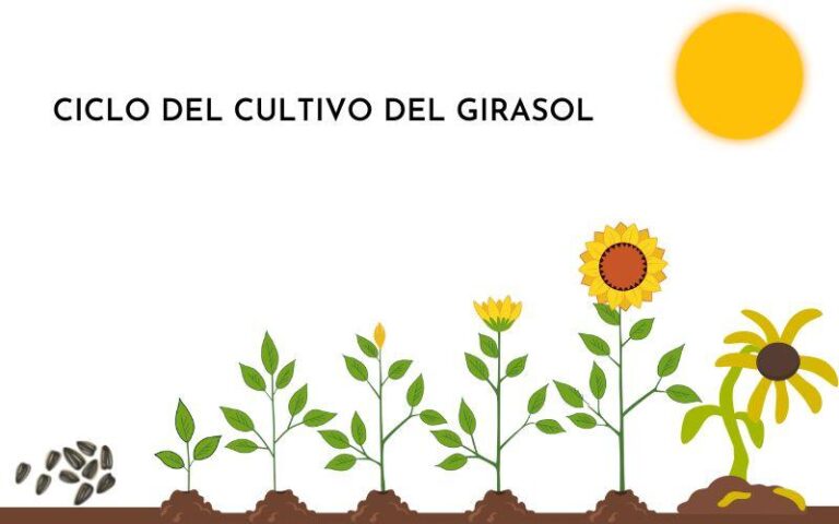 Descubre el CICLO VITAL del girasol: ¡Fascinante!