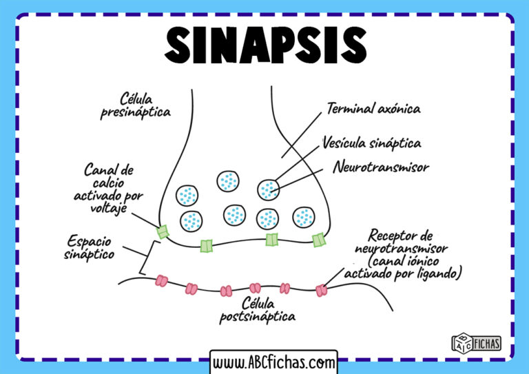 Explora la SINAPSIS: Comunicación Neuronal REVELADA