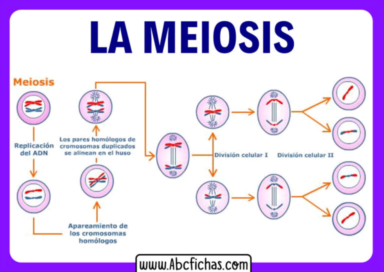MITOSIS: PROCESO CELULAR Detallado