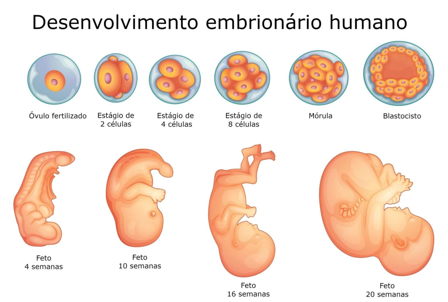 Desarrollo embrionario: CÓMO se forma un nuevo ser vivo