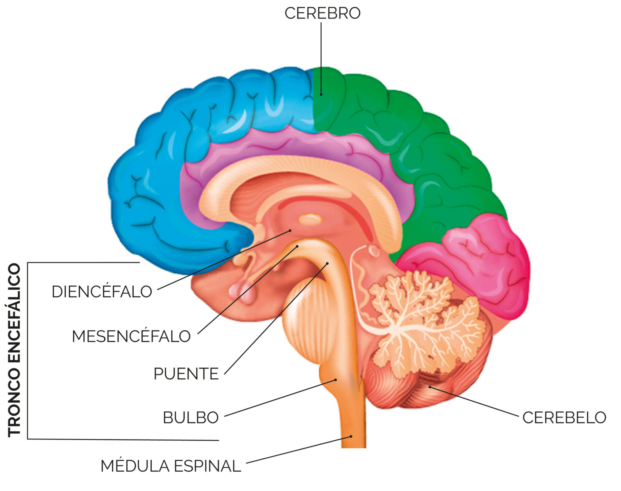Descubre PASOS Clave: Esquema Historia Natural Enfermedad